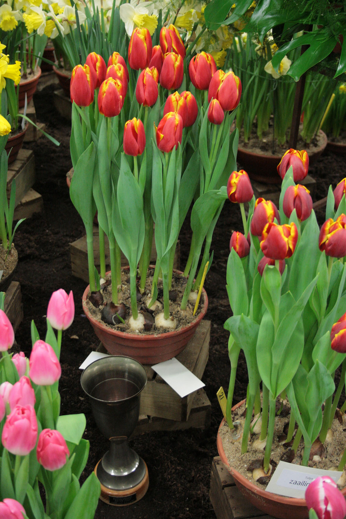 » Tulpen