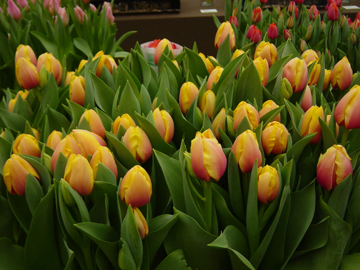 » Tulpen